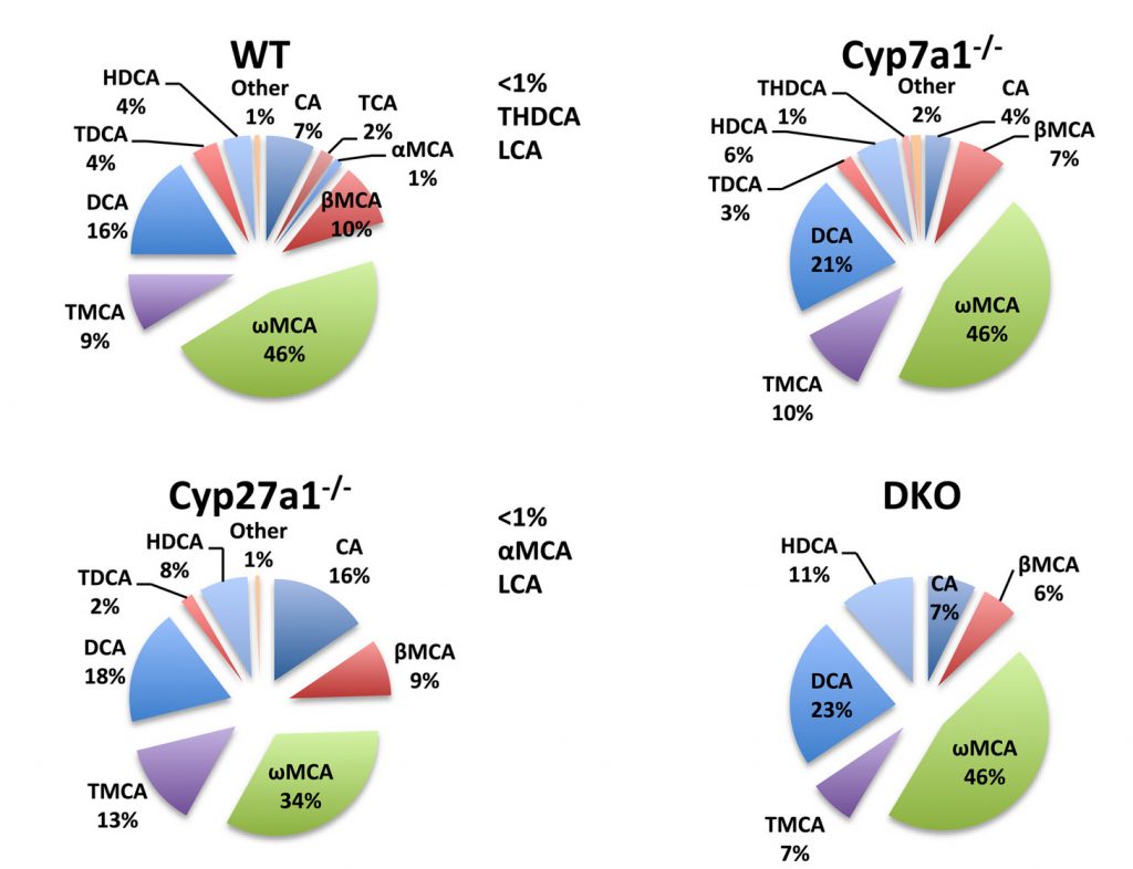 Bile Acid Homeostasis in a Cholesterol 7α-Hydroxylase and Sterol 27 ...