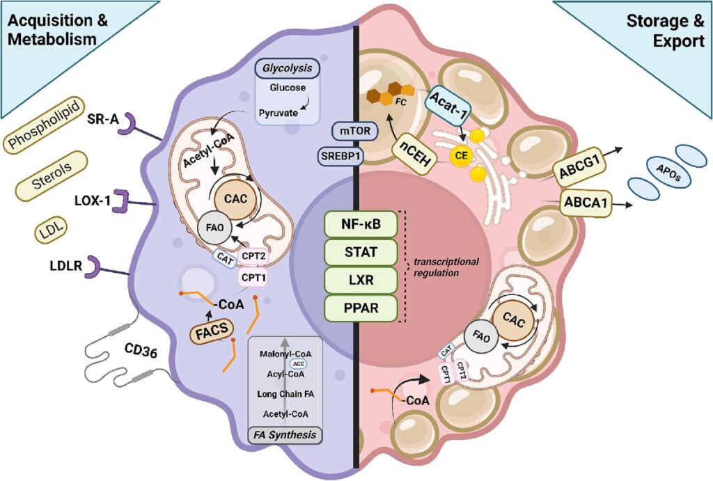 Etiology Of Lipid Laden Macrophages In The Lung Summer Undergraduate Research Fellowship