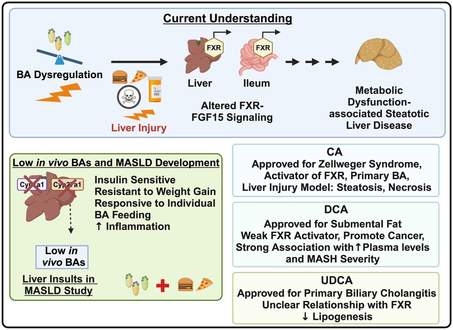 Effects of Individual Bile Acids on the Development and Progression of Metabolic Dysfunction ...
